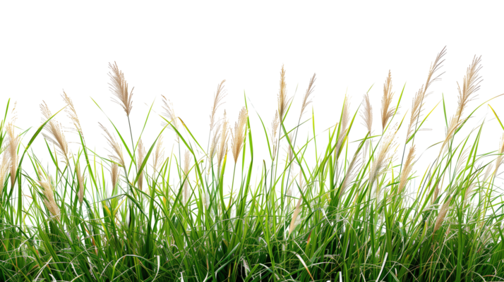 Tall Grass Pngs For Free Download