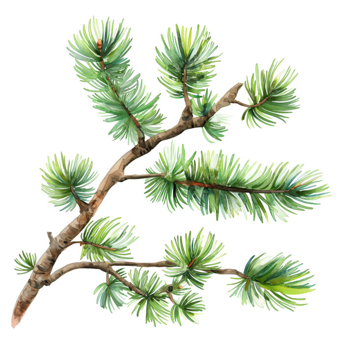 Pine Branch PNGs for Free Download