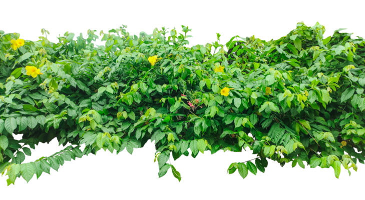 Plant Wall Pngs For Free Download