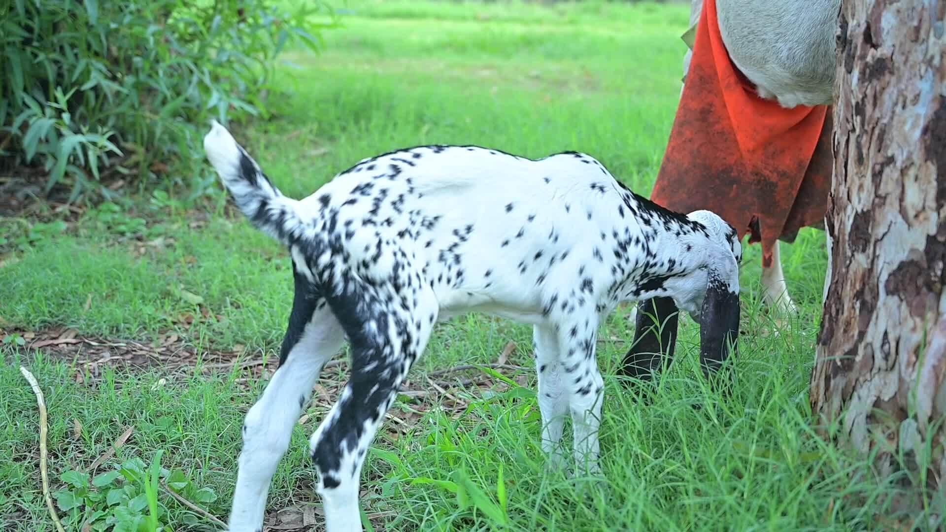 goat. Goats closeup. goats - pets 49094876 Stock Video at Vecteezy