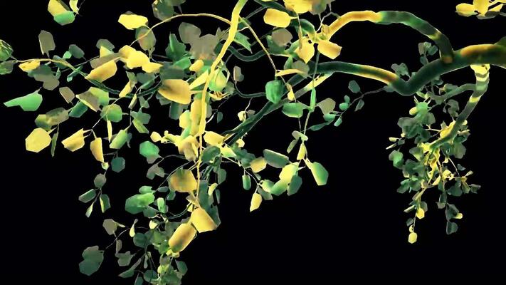 Plant Growing Animation Stock Video Footage for Free Download