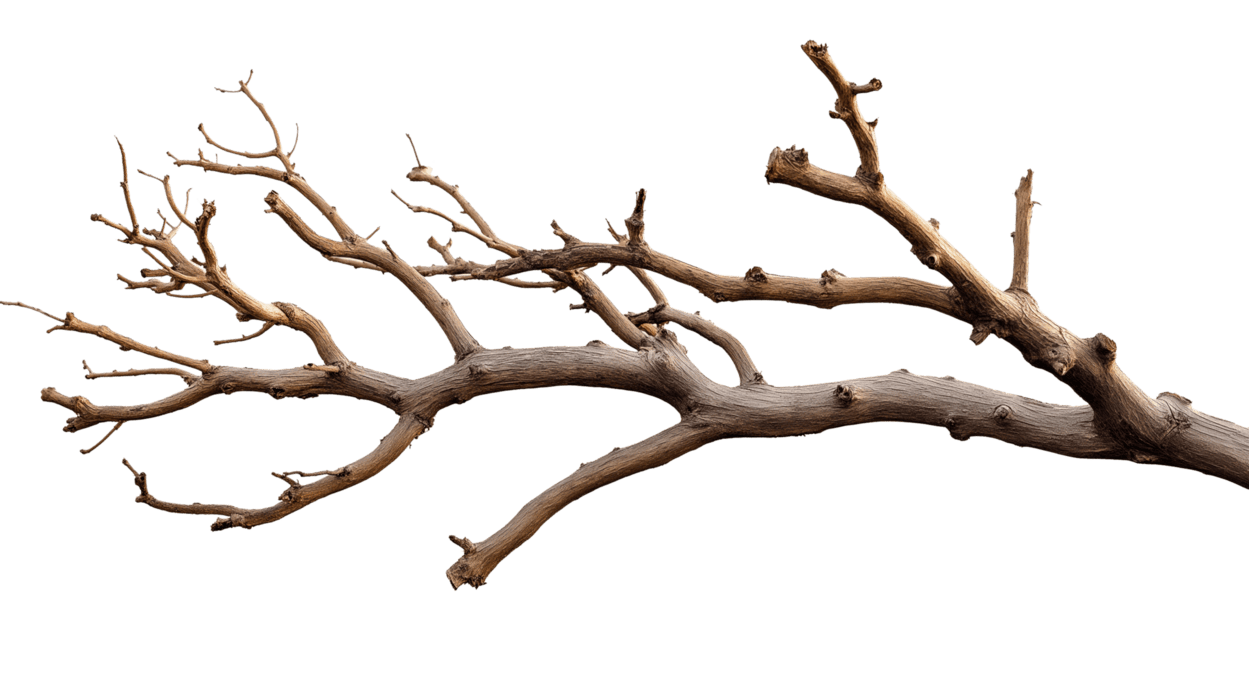 Tree Branch Png PNGs for Free Download