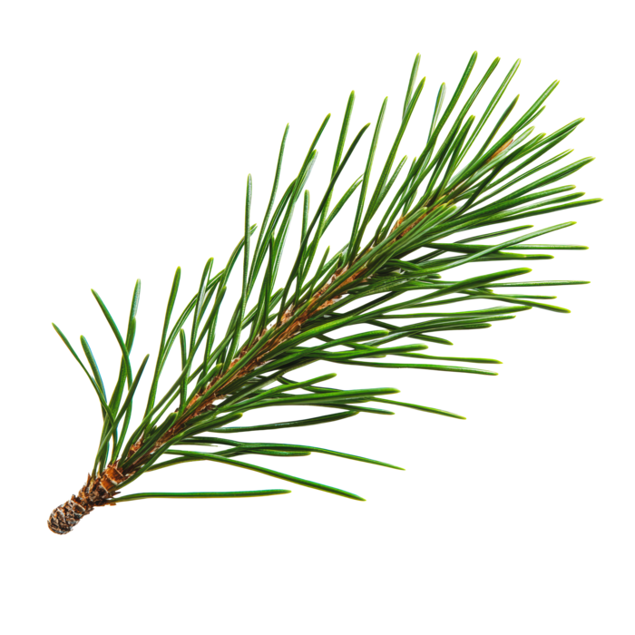 Pine Branch PNGs for Free Download