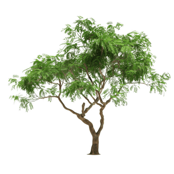 Animated Tree PNGs for Free Download