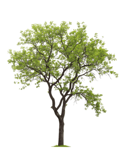 Animated Tree PNGs for Free Download