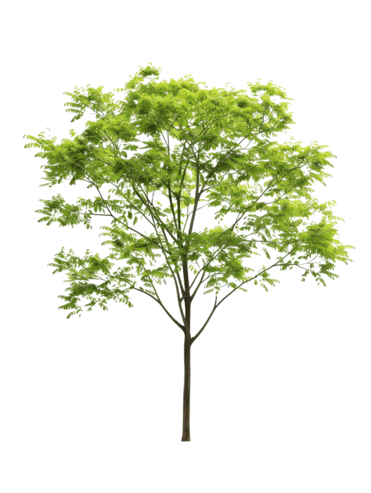 Tree Elevation PNGs for Free Download