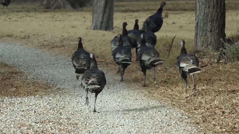 The wild turkey Meleagris gallopavo -Galliformes- is an upland ground ...