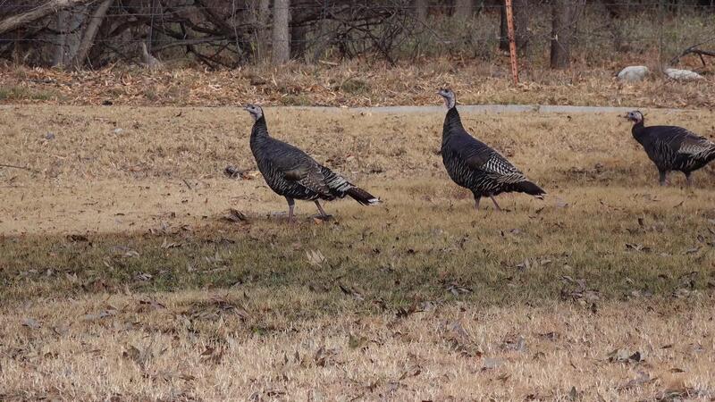 The wild turkey Meleagris gallopavo -Galliformes- is an upland ground ...