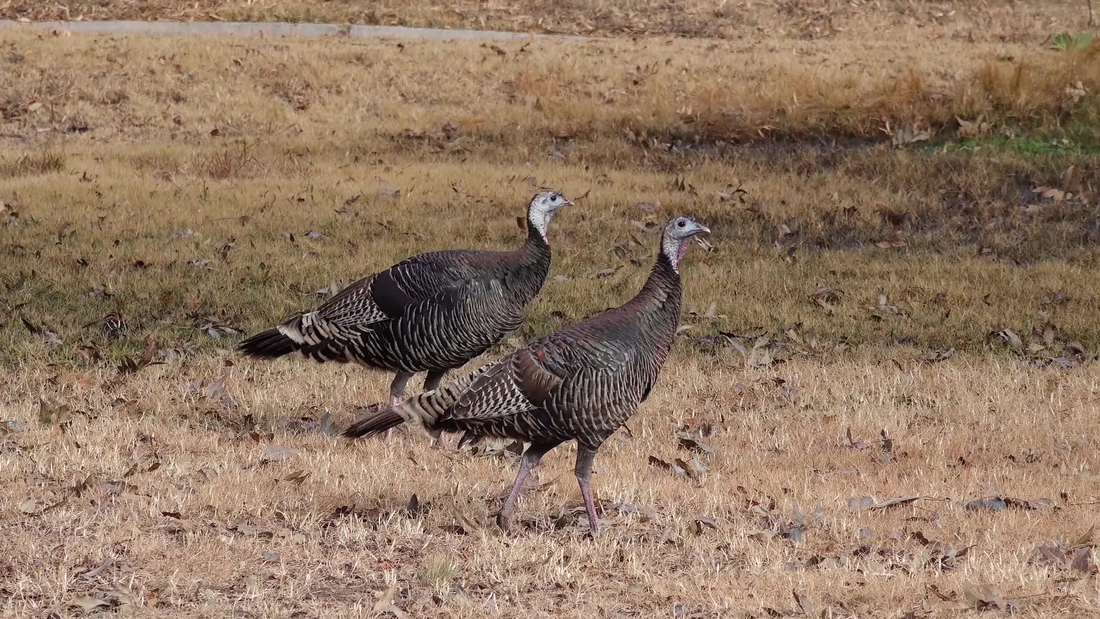 The wild turkey Meleagris gallopavo -Galliformes- is an upland ground ...