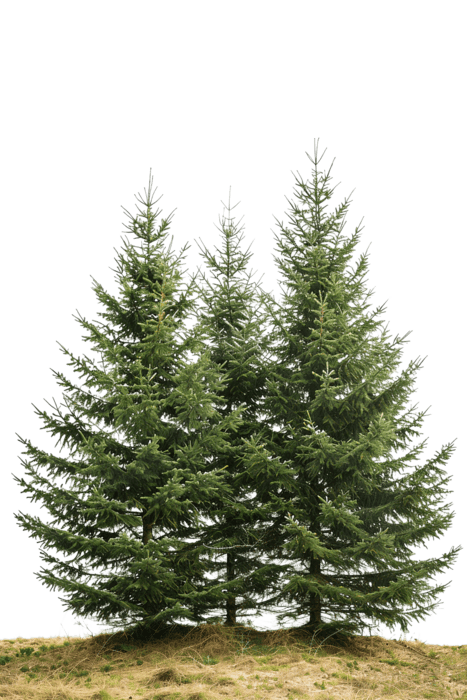 Pine Tree Transparent PNGs for Free Download