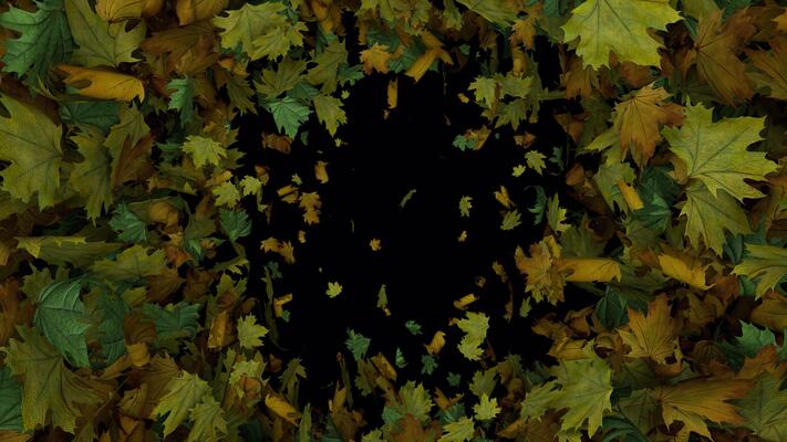 Animated Leaves Stock Video Footage for Free Download