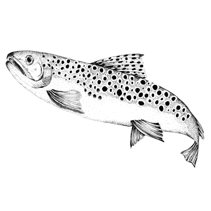 Trout PNGs for Free Download