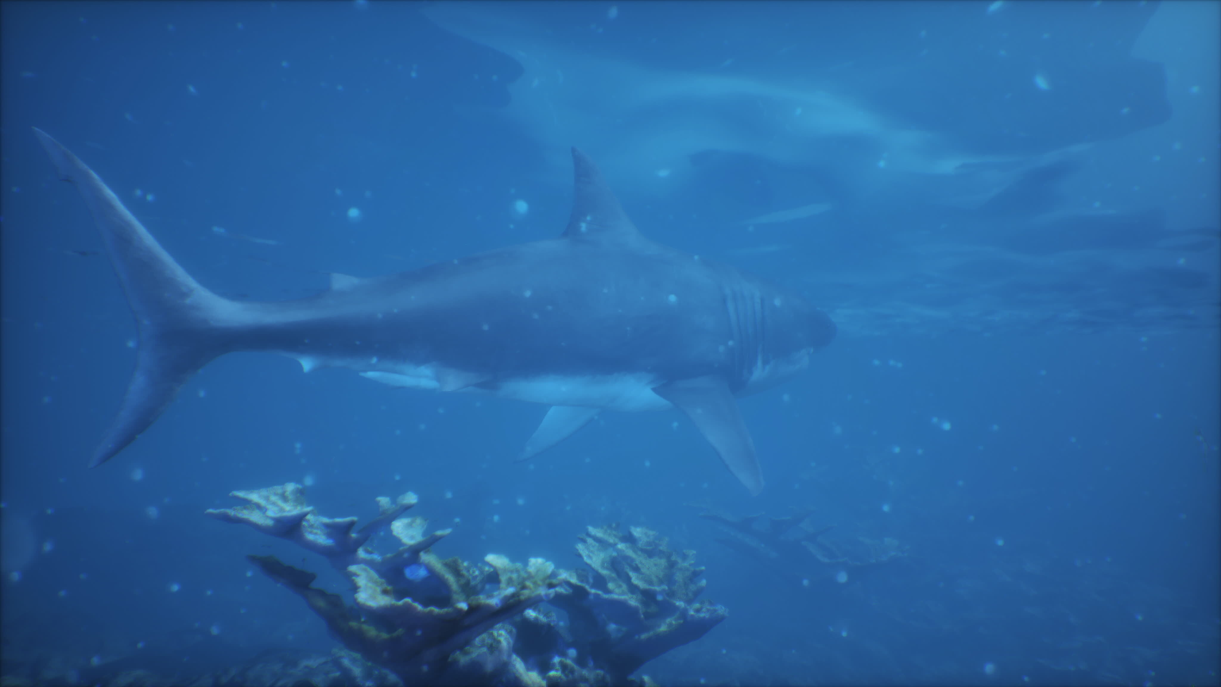 A great white shark swimming in the ocean 49476393 Stock Video at Vecteezy