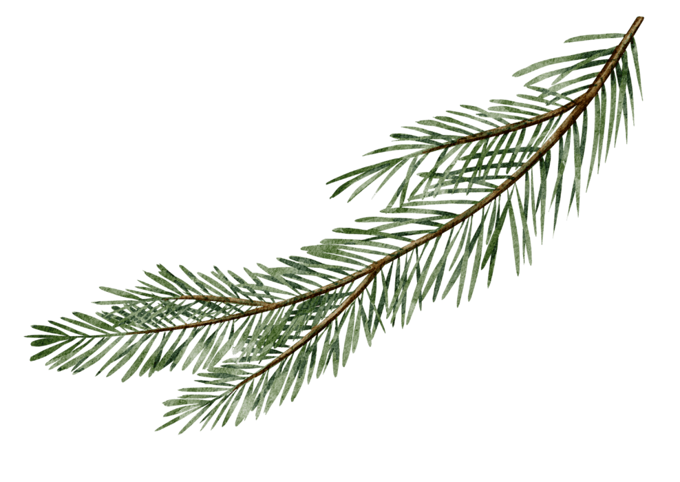 Pine Branch PNGs for Free Download
