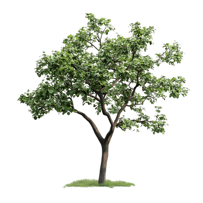 Tree 2d PNGs for Free Download