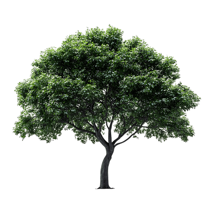 Tree Clip Art PNGs for Free Download