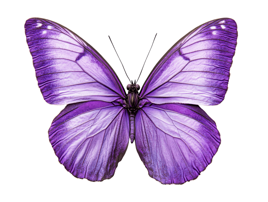 Borboleta Lilas PNGs para download gratuito