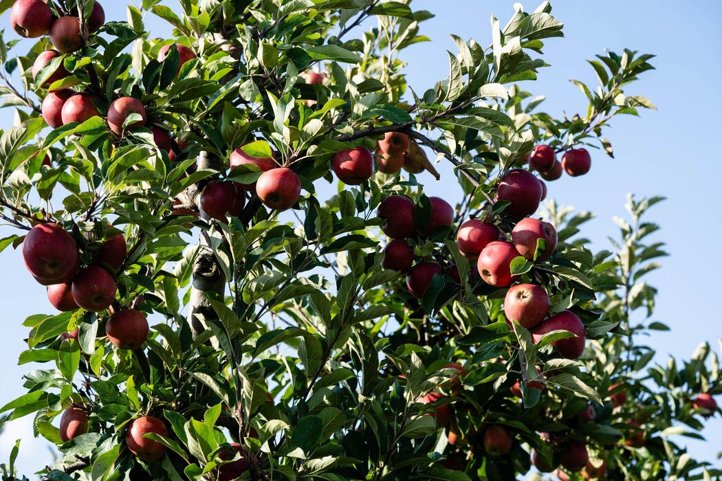 Fruit Tree Stock Photos, Images and Backgrounds for Free Download