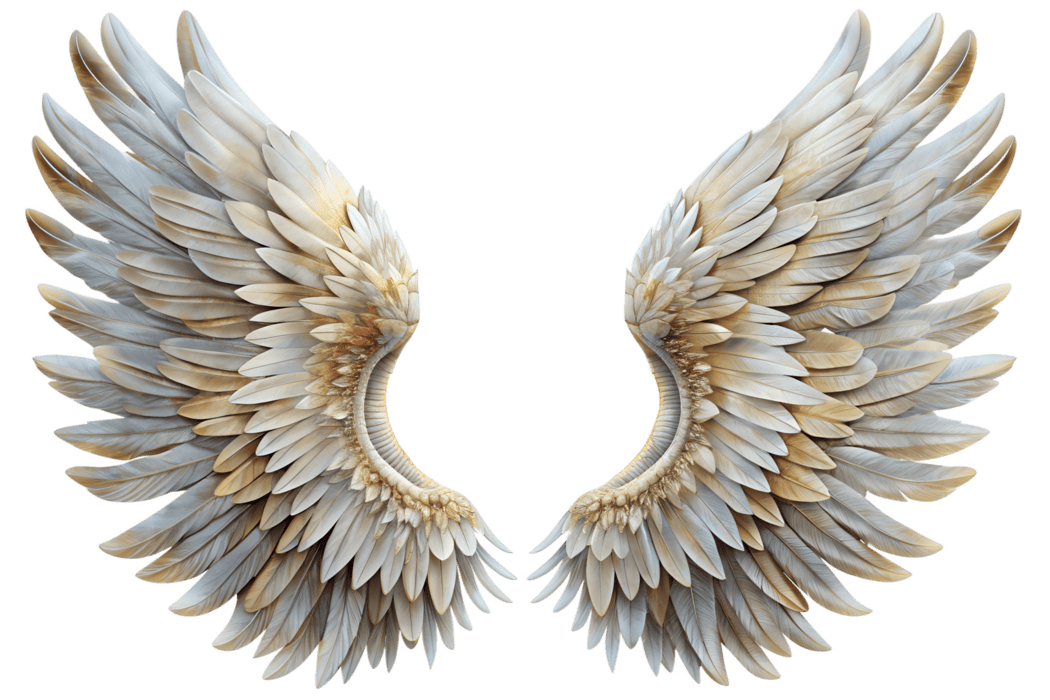 Wing Png PNGs for Free Download