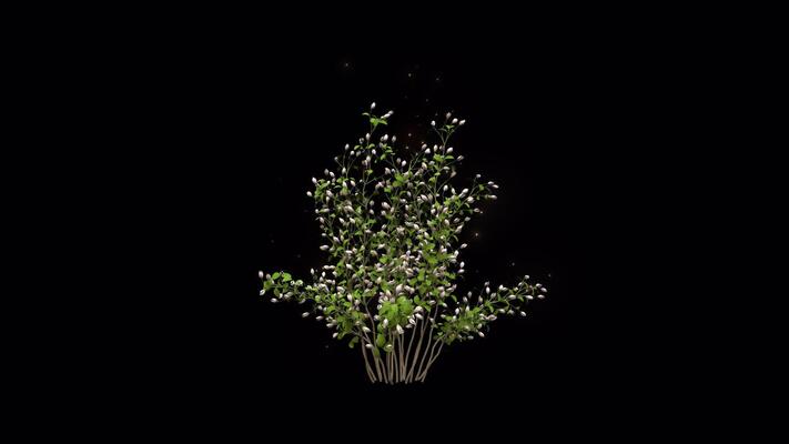 Growing Tree Animation Stock Video Footage for Free Download