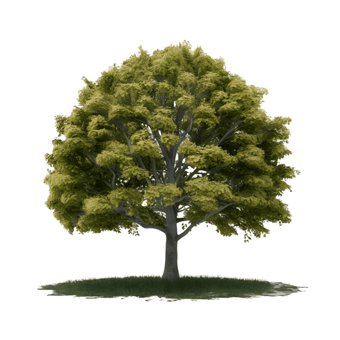 Animated Tree PNGs for Free Download
