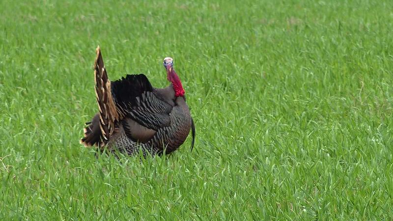 The wild turkey Meleagris gallopavo is an upland ground bird native to ...