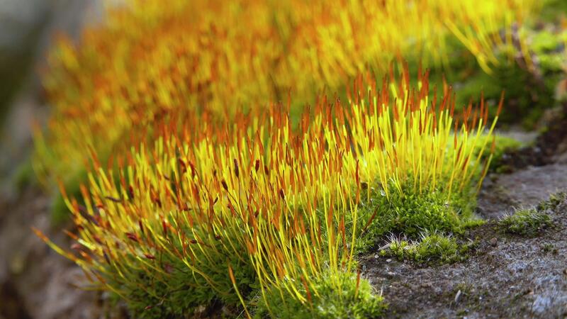 Purple Moss Ceratodon Purpureus Moss Sporophyte On Stones In Spring 50066624 Stock Video At