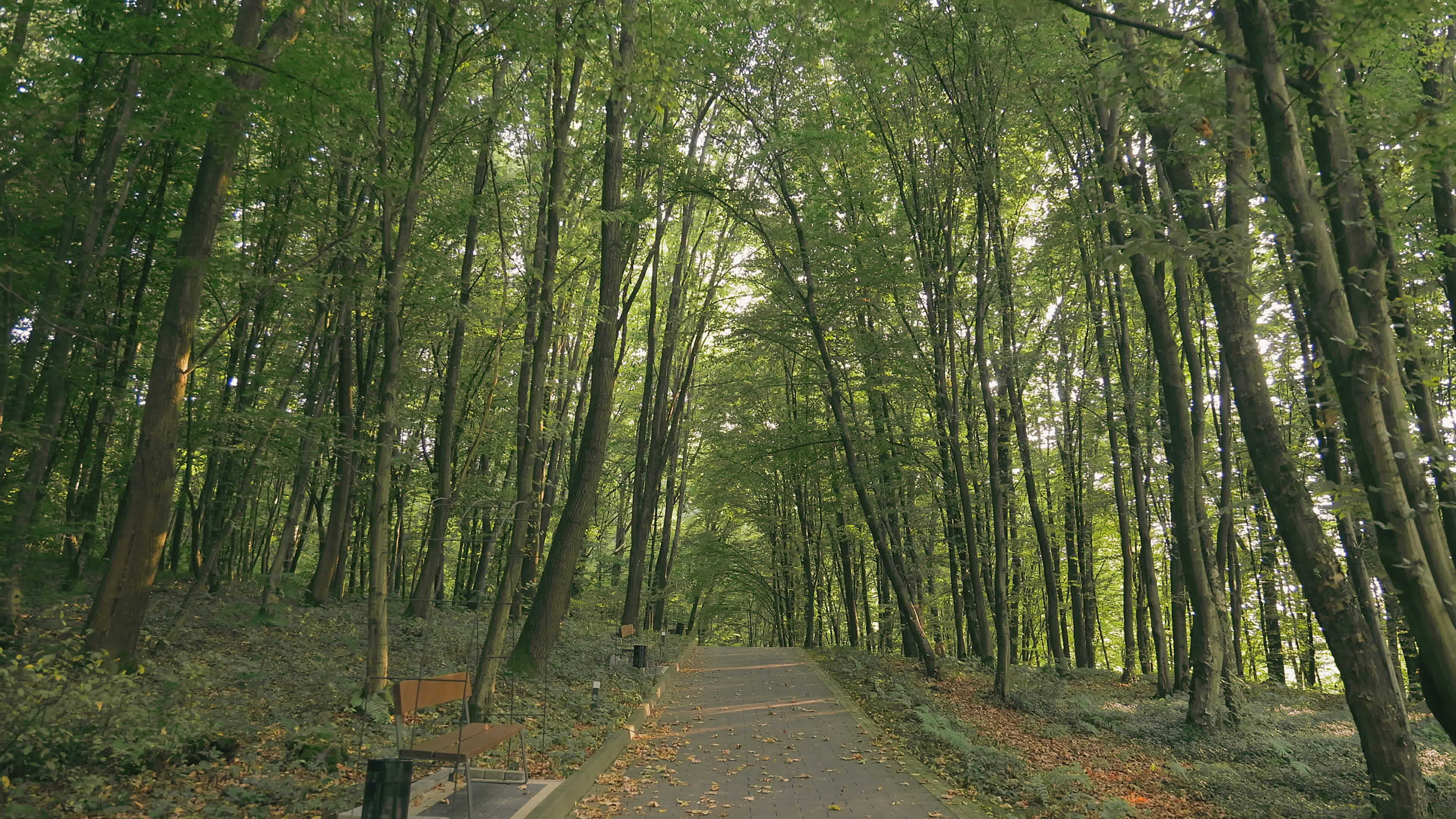 Serene forest pathway surrounded by tall green trees. A tranquil forest pathway lined with tall ...