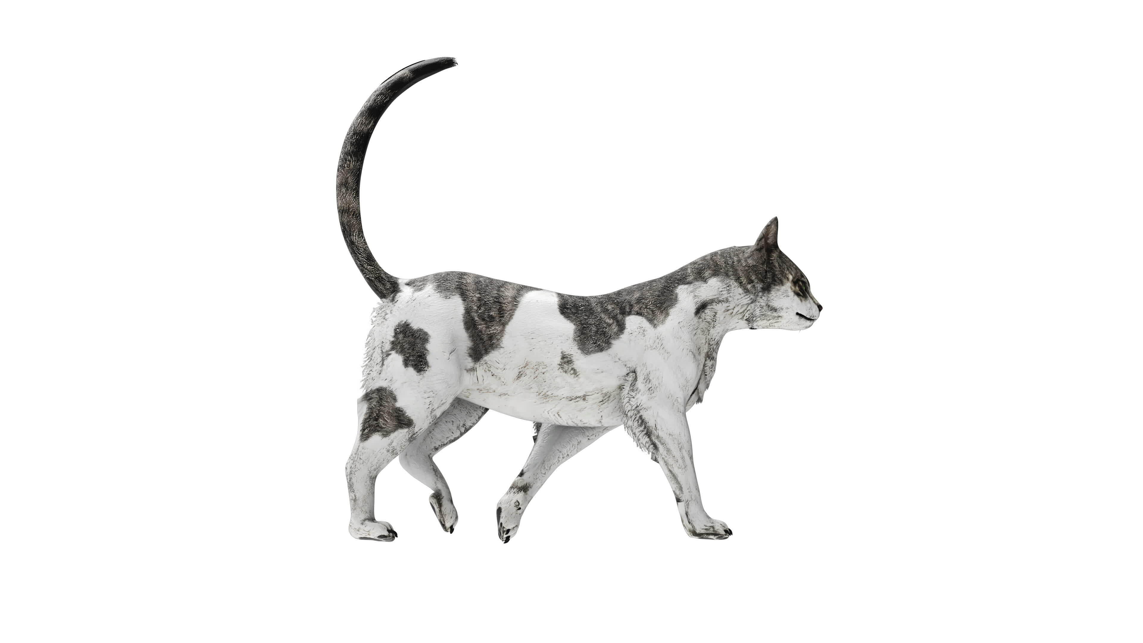 3d Illustration animation of a cat walking loop in white background ...