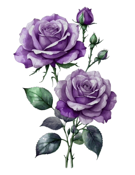 Purple Roses PNGs for Free Download