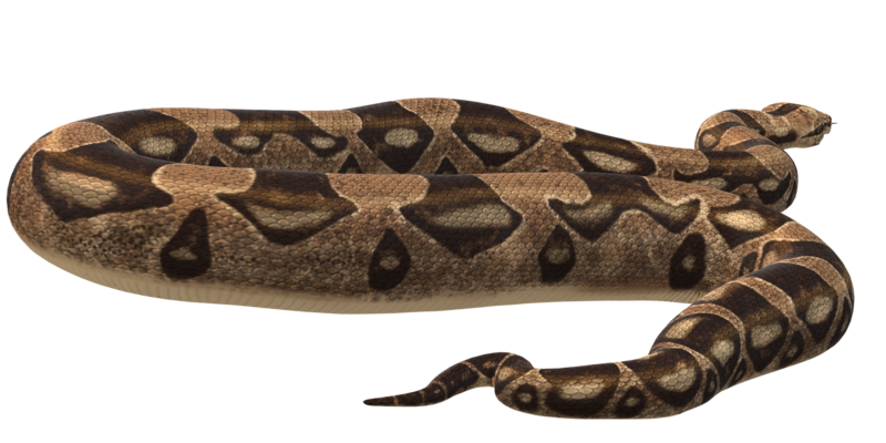 Python PNGs for Free Download Python PNGs for Free Download