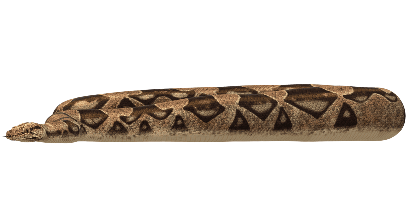 Snake Scale Pattern PNGs for Free Download