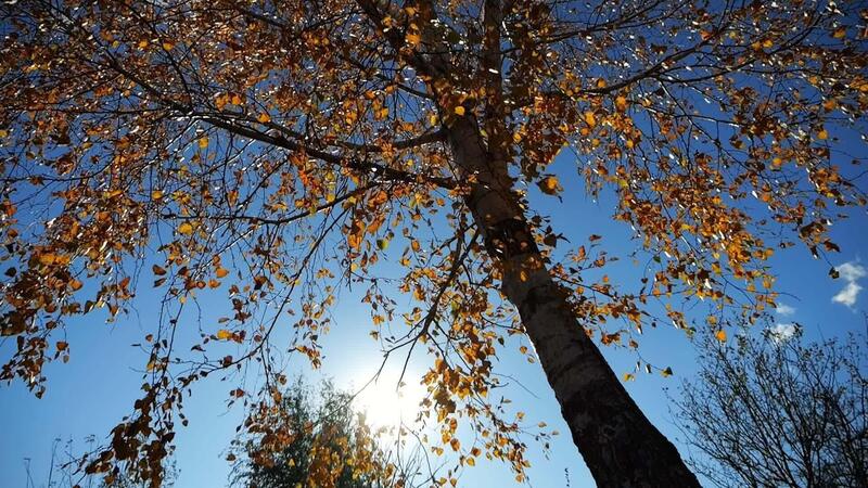 View to tree top of birch with yellow maple leaves at sunny autumn day. Branches with lush ...