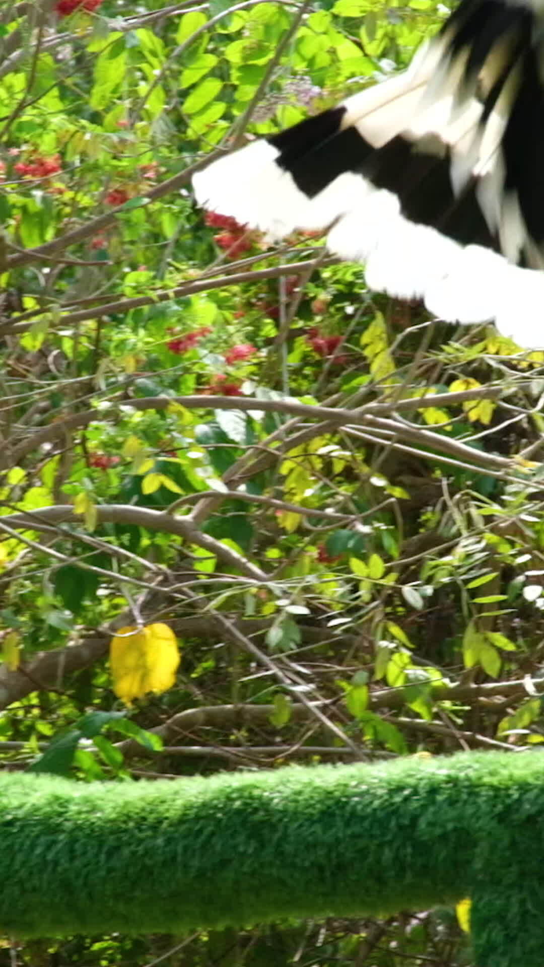 flying bird beautiful flap of wings spread wings to the sides fly callao is two-horned bird ...