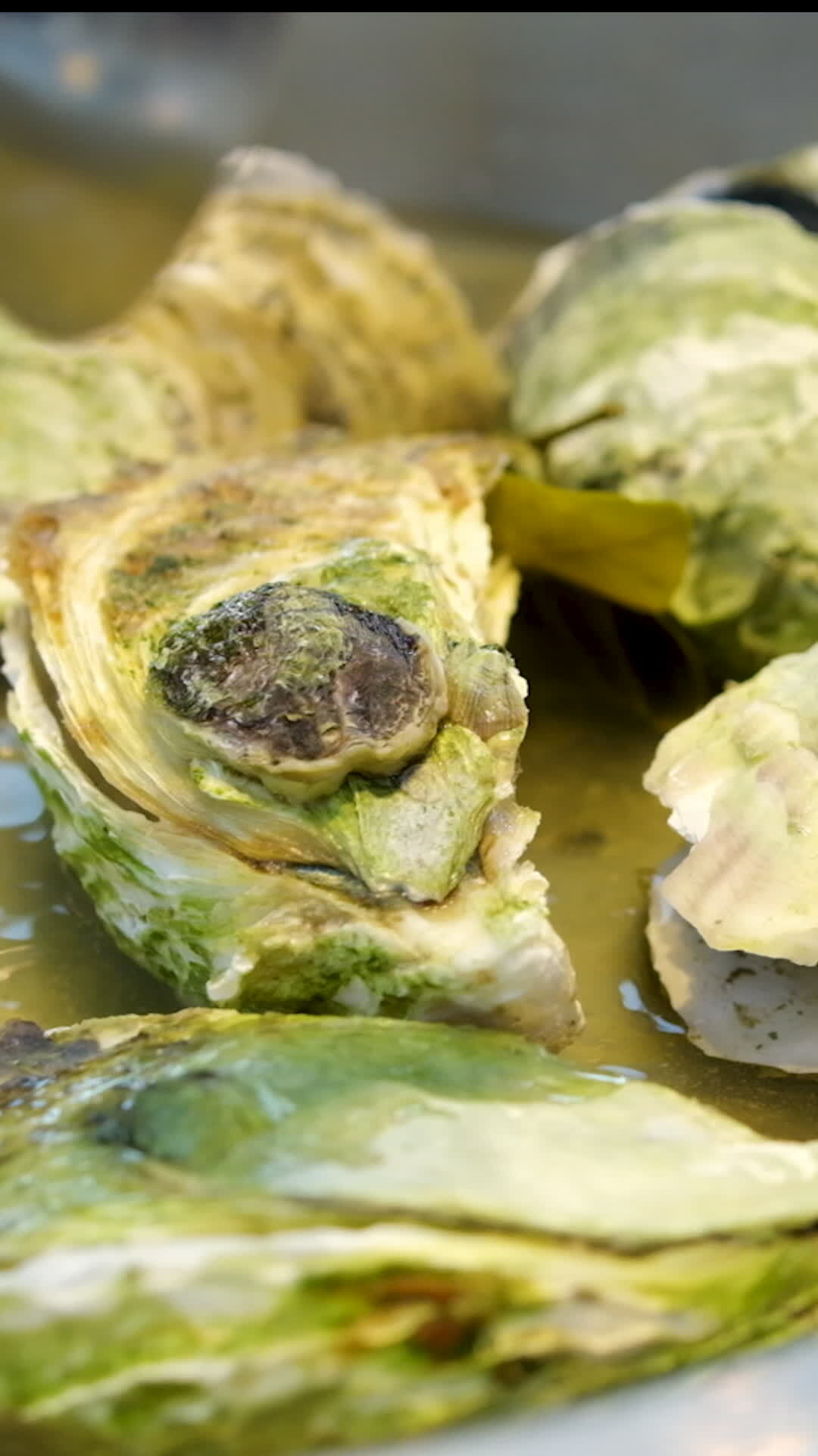 boiled oysters strain the water in a large pan for a buffet table a lot of oysters in shells ...