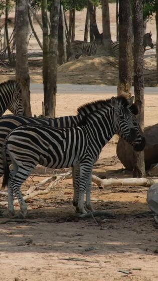 Safari, Phu Quoc Island, Vietnam Cape Mountain Zebra Equus zebra walking in grassland landscape ...