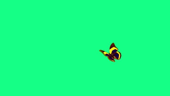 Animated Butterfly Stock Video Footage for Free Download
