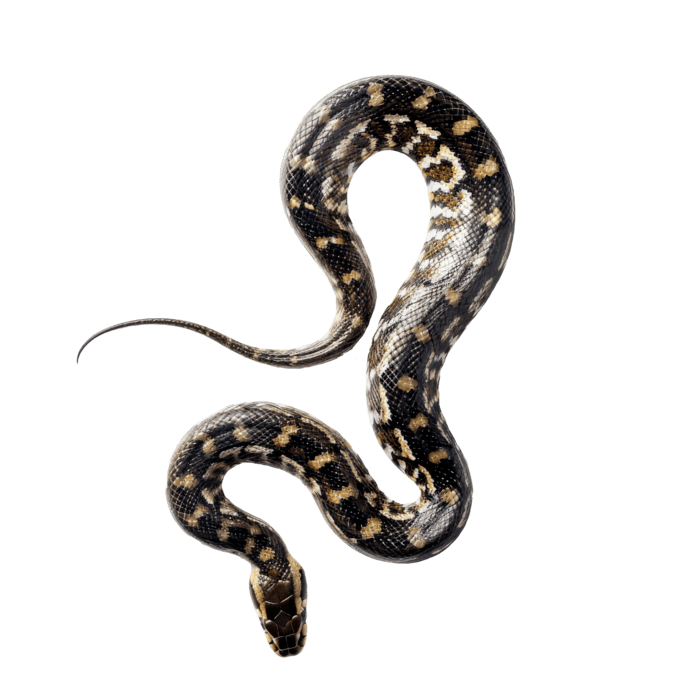 Python PNGs for Free Download