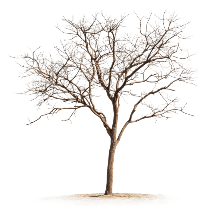Tree Without Leaves PNGs for Free Download
