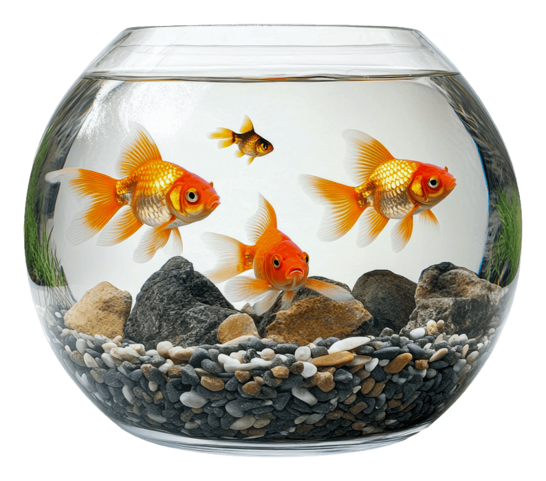 Goldfish Bowl PNGs for Free Download