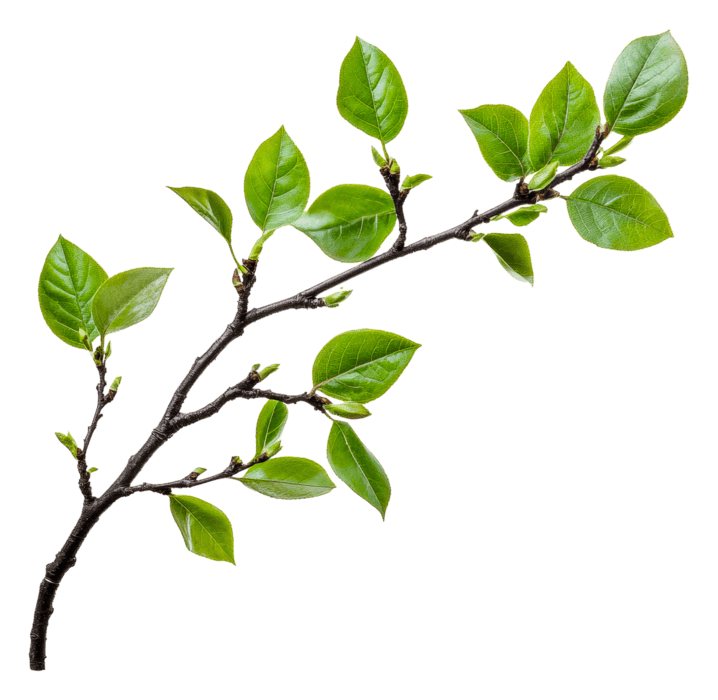 Tree Branches PNGs for Free Download