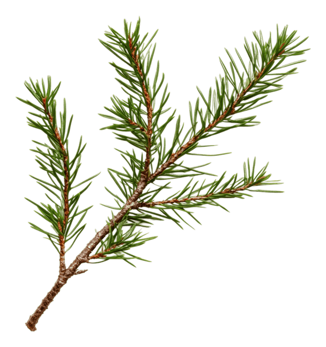Pine Branch PNGs for Free Download