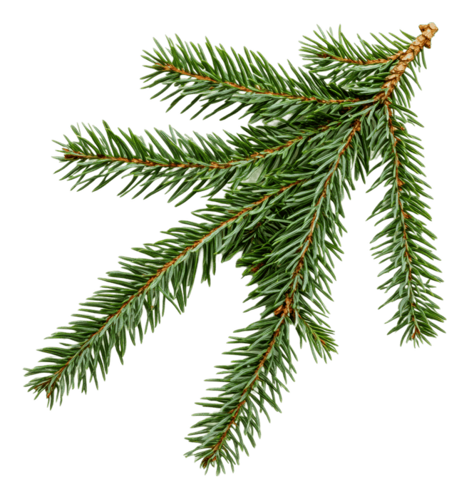 Pine Branch PNGs for Free Download