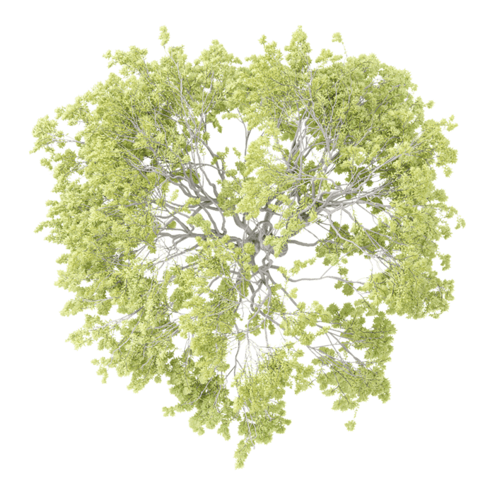 Tree Top View PNGs for Free Download