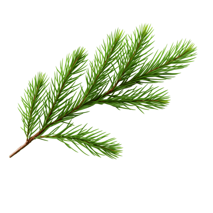 Pine Branch PNGs for Free Download