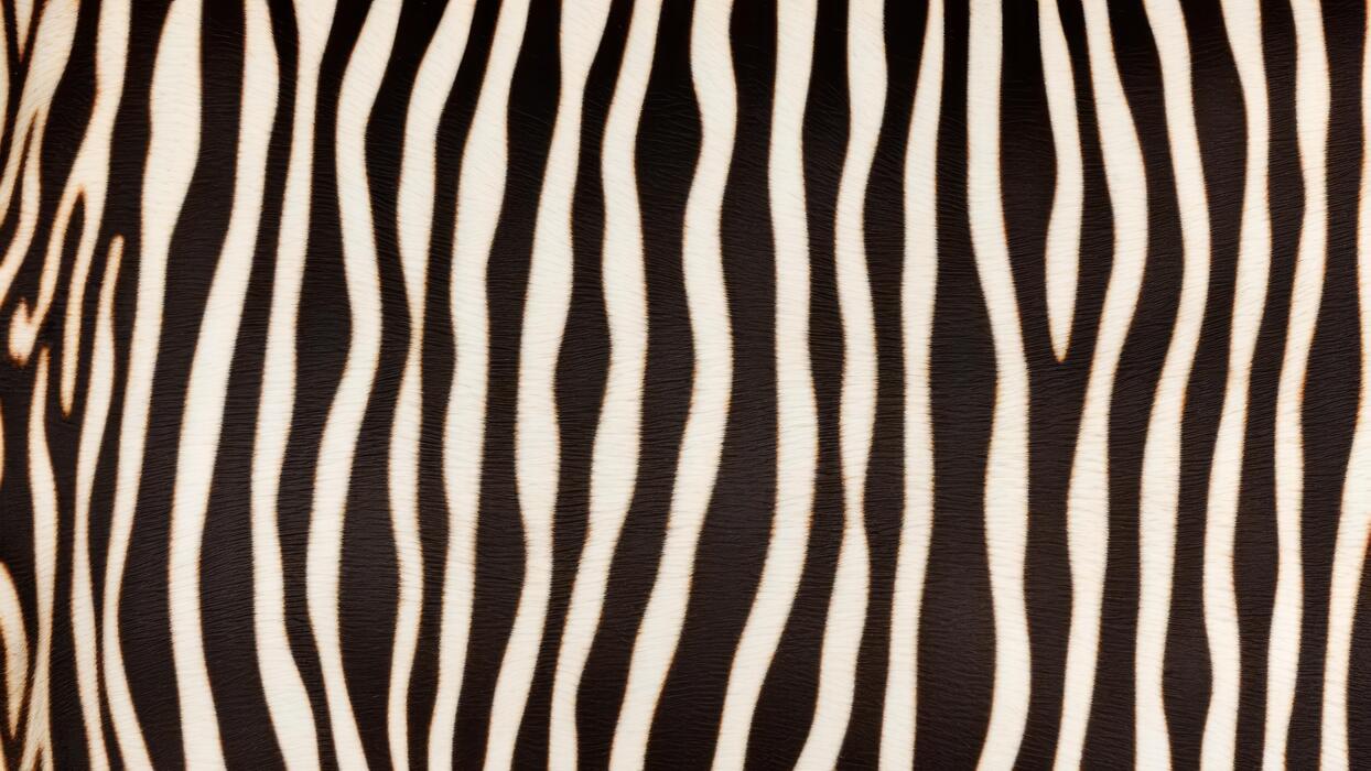 Zebra Repeat Pattern Stock Photos, Images and Backgrounds for Free Download