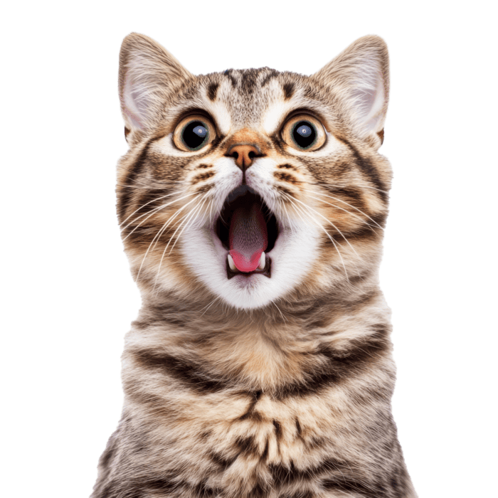 Funny Cats PNGs for Free Download