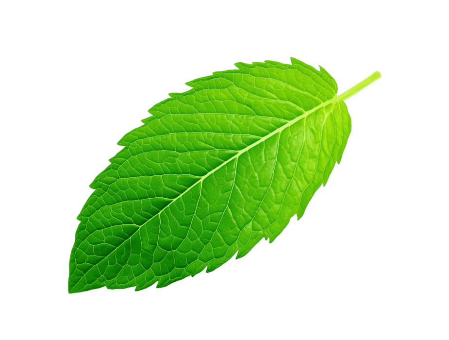 Mint Leaf PNGs for Free Download