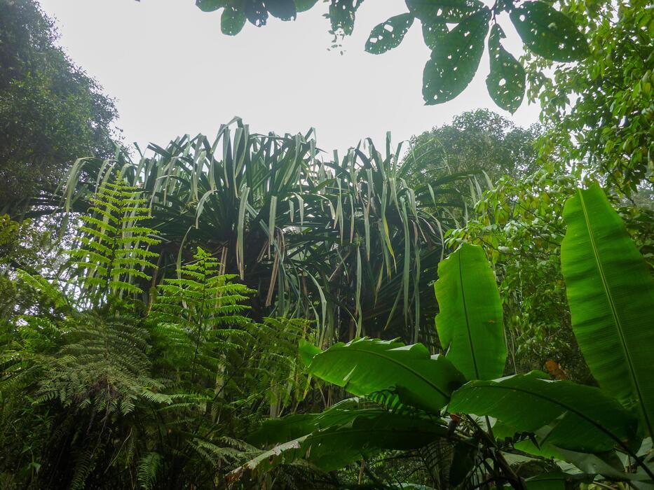 Rainforest Plants Stock Photos, Images and Backgrounds for Free Download