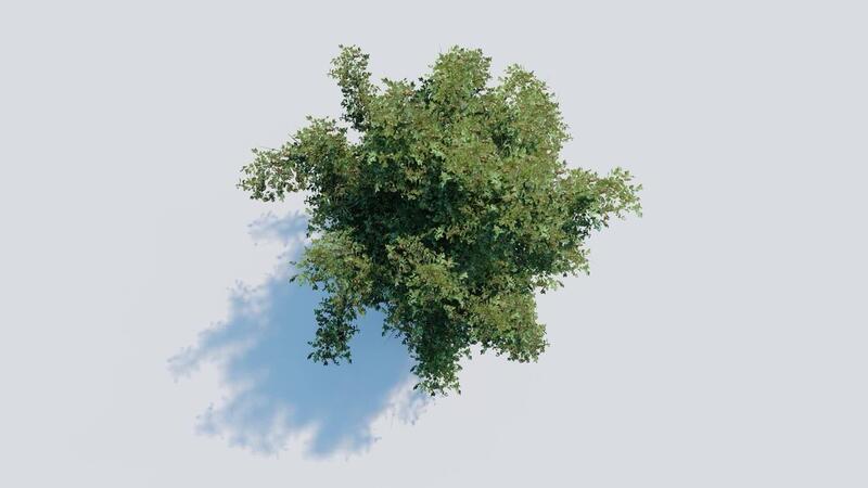 tree top view plant landscape architecture nature garden aerial render ...